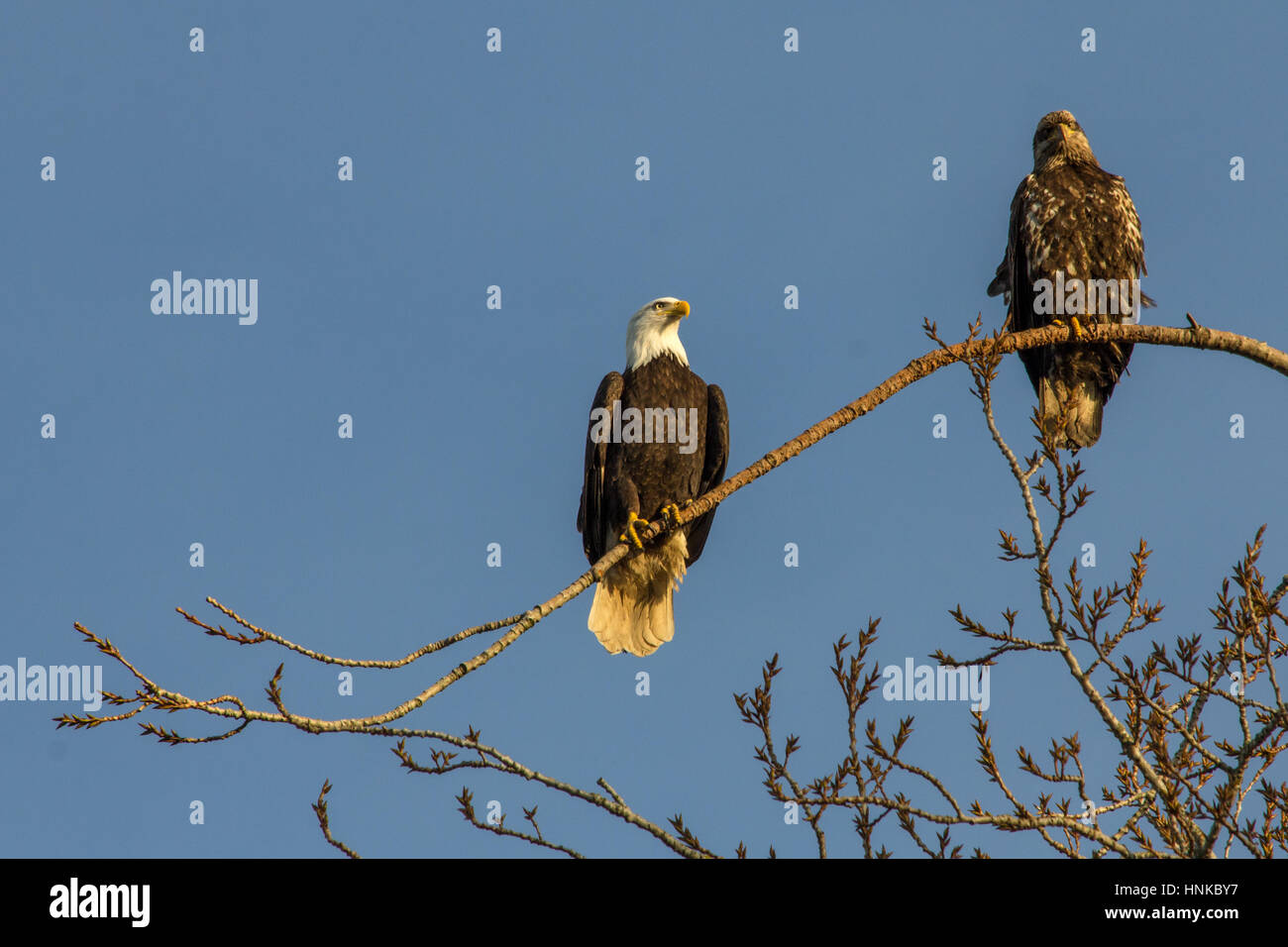 Bald eagle landing on branch hi-res stock photography and images - Alamy