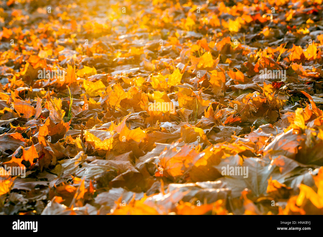 The fallen maple leaves Stock Photo - Alamy