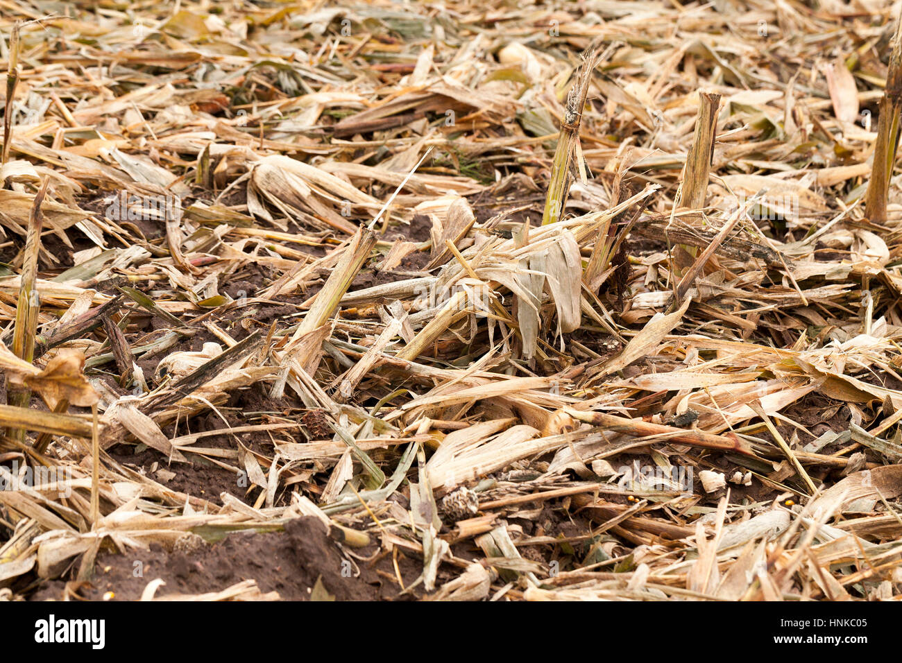 husks and leaves of corn Stock Photo - Alamy