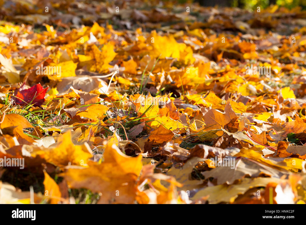 The fallen maple leaves Stock Photo - Alamy