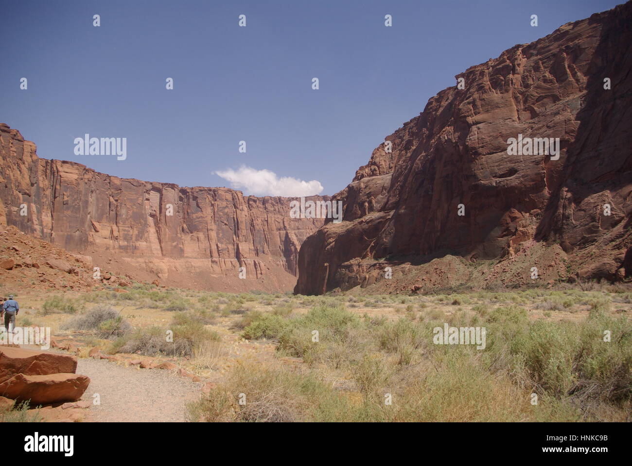 Desert rees hi-res stock photography and images - Alamy