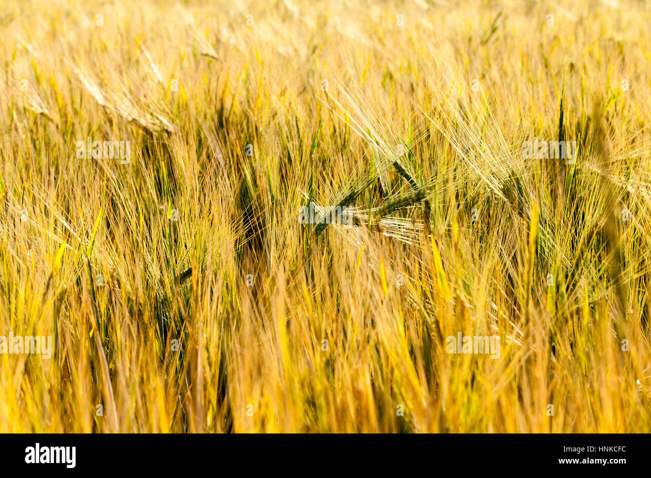 yellow farm field Stock Photo - Alamy