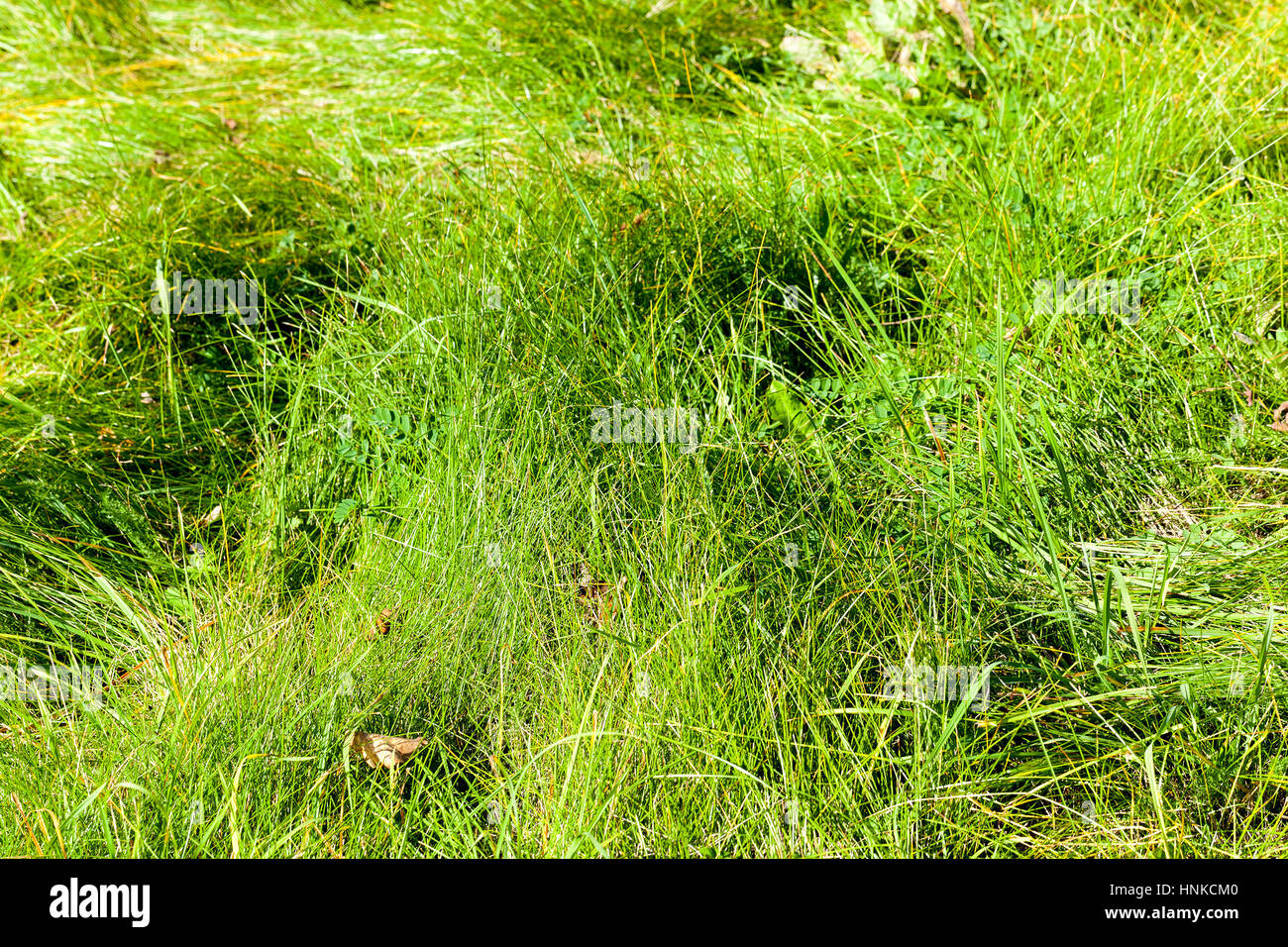 green grass, park Stock Photo - Alamy