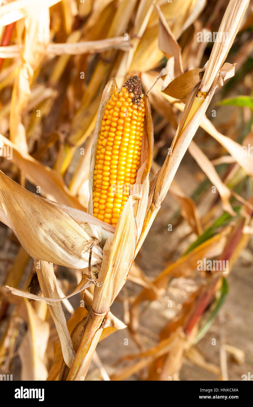 Ripe yellow corn Stock Photo - Alamy