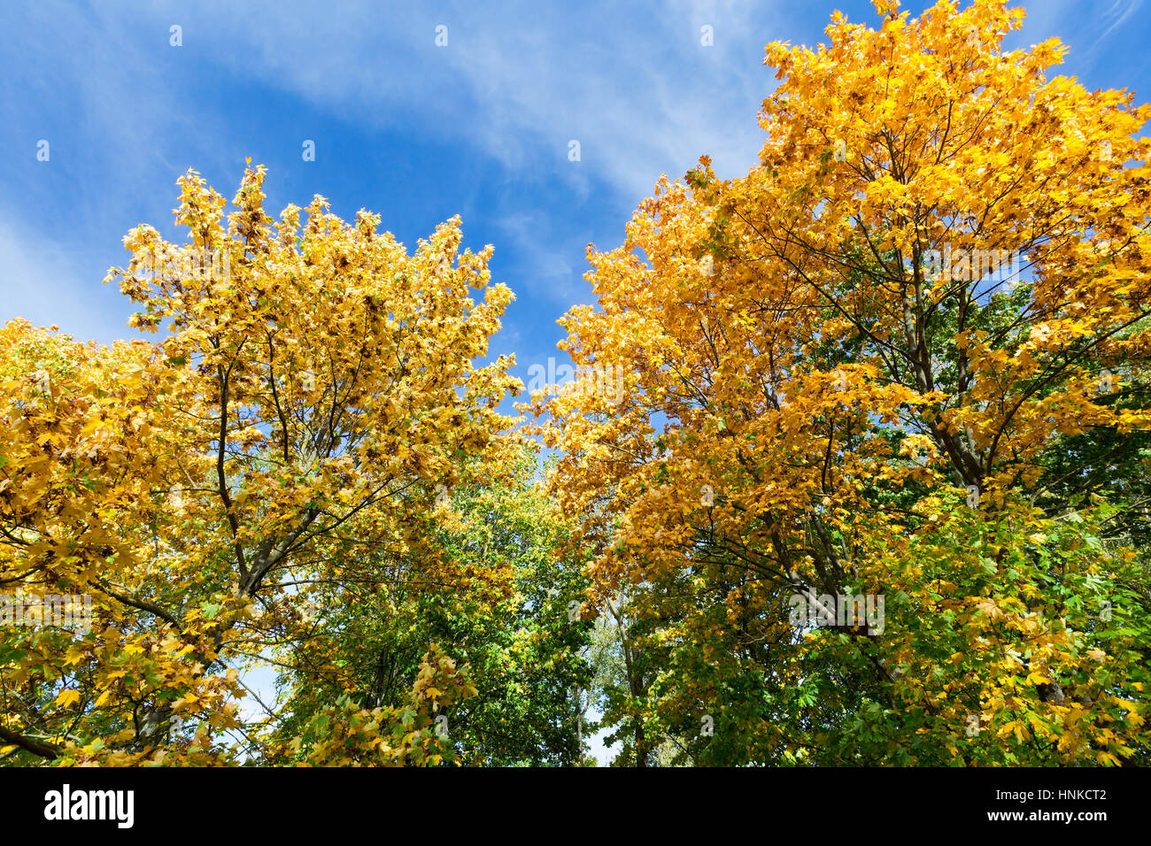 trees in autumn season Stock Photo - Alamy