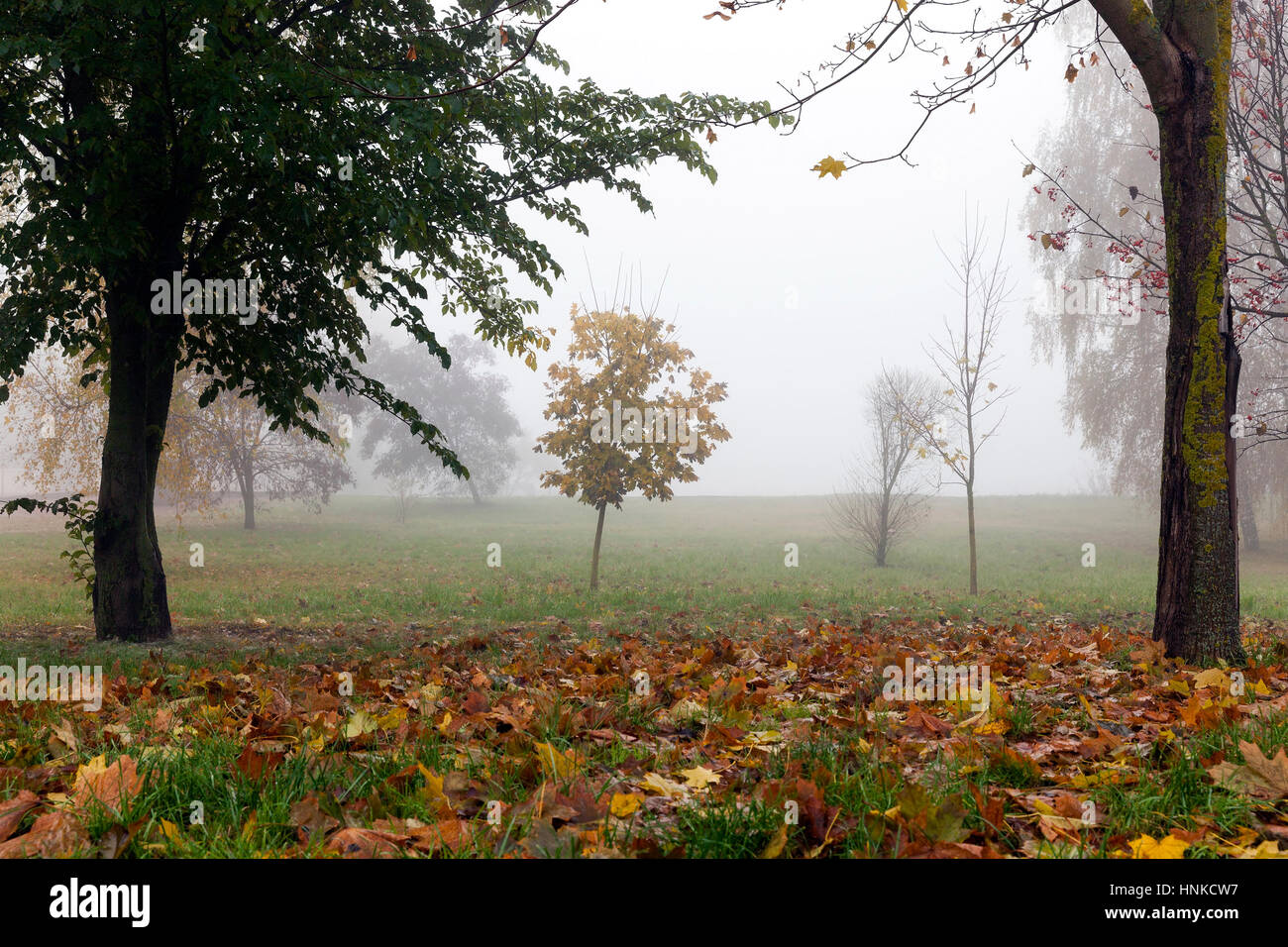 Black and white landscape autumn fog hi-res stock photography and ...
