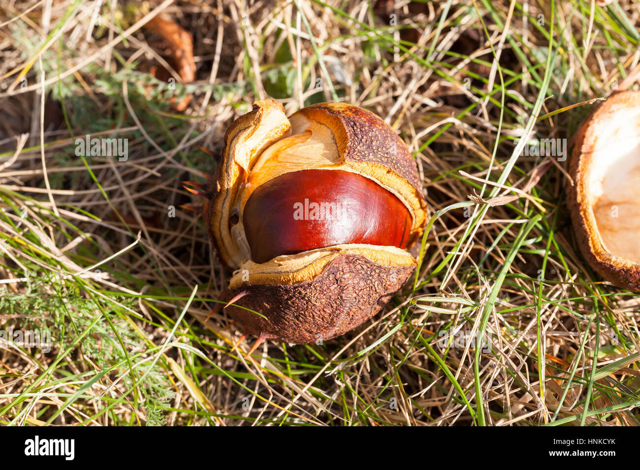 Chestnut soil hi-res stock photography and images - Alamy