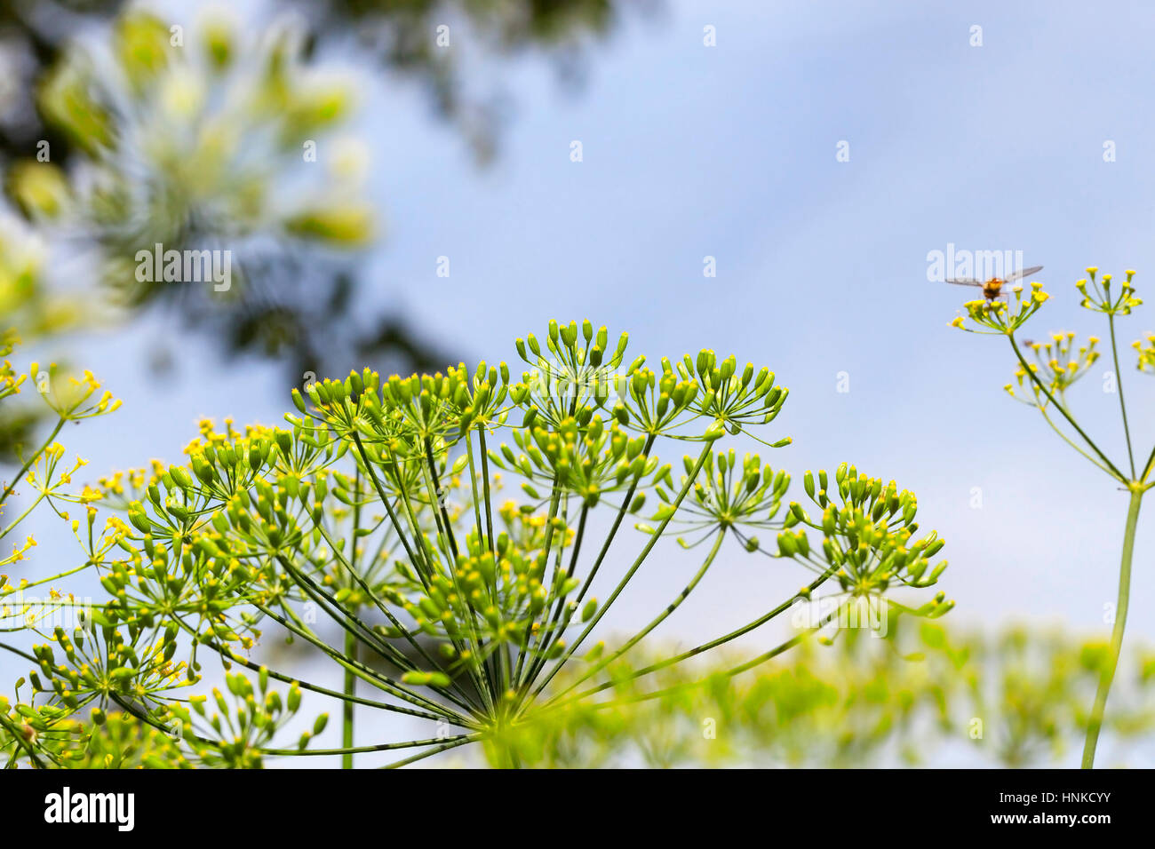 green dill in a field Stock Photo - Alamy