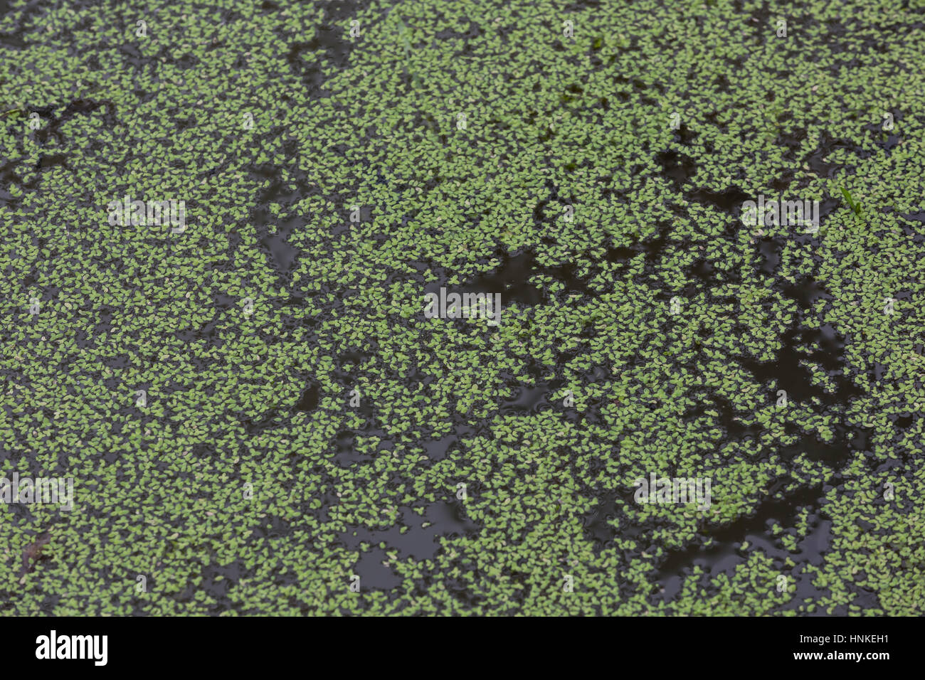 Swampy surface hi-res stock photography and images - Alamy