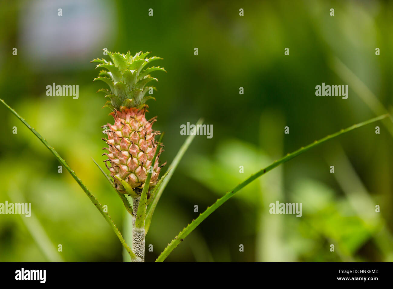 Baby pineapple hi-res stock photography and images - Alamy