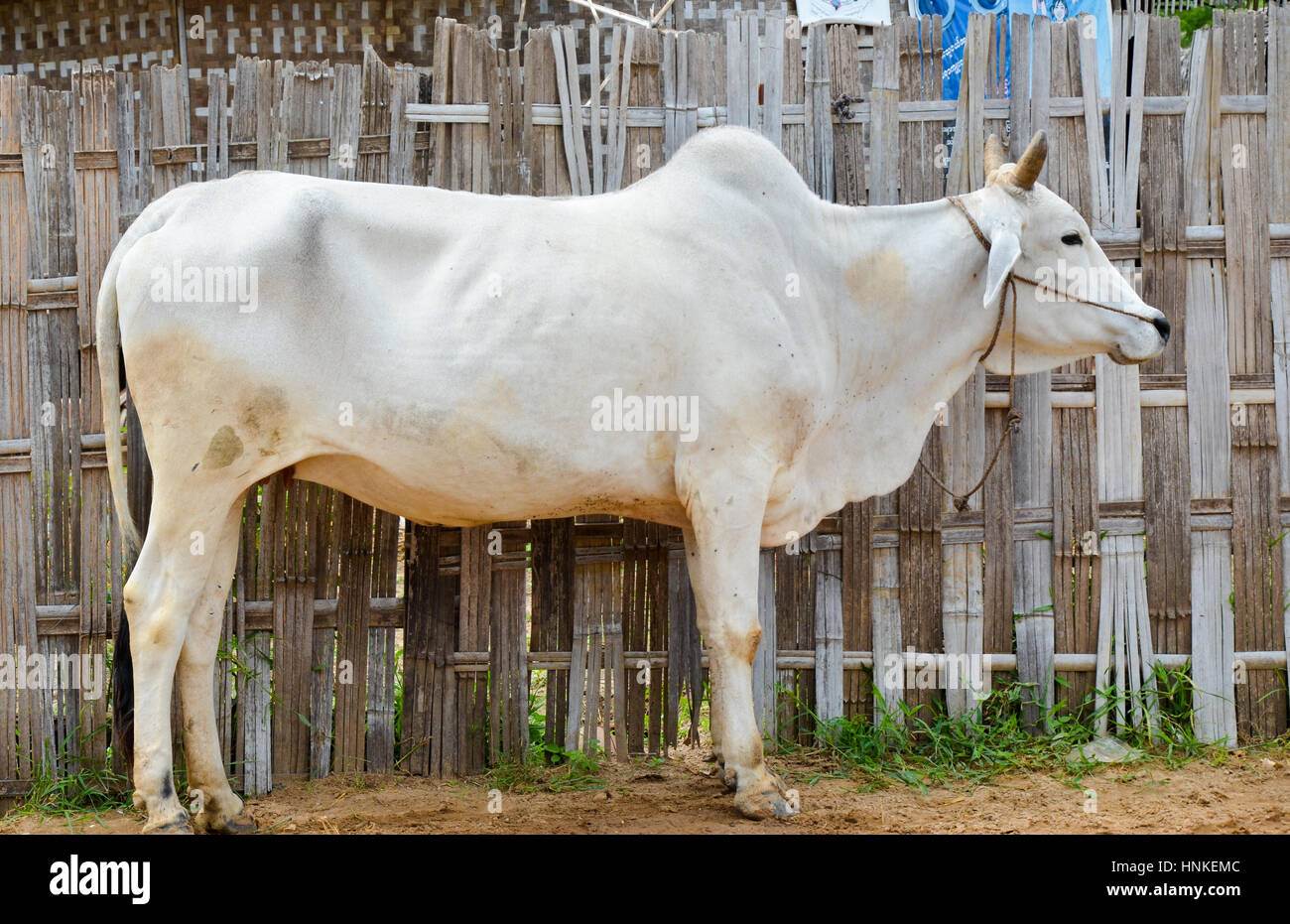 Herd of white cows in the village of Bagan, Myanmar Stock Photo - Alamy