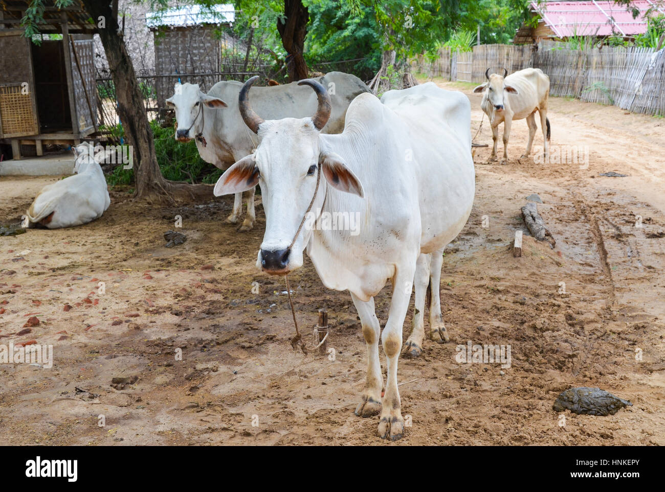 Myanmar cows hi-res stock photography and images - Alamy