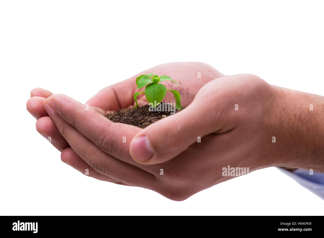 Hand holding seedling in new life concept on white Stock Photo - Alamy