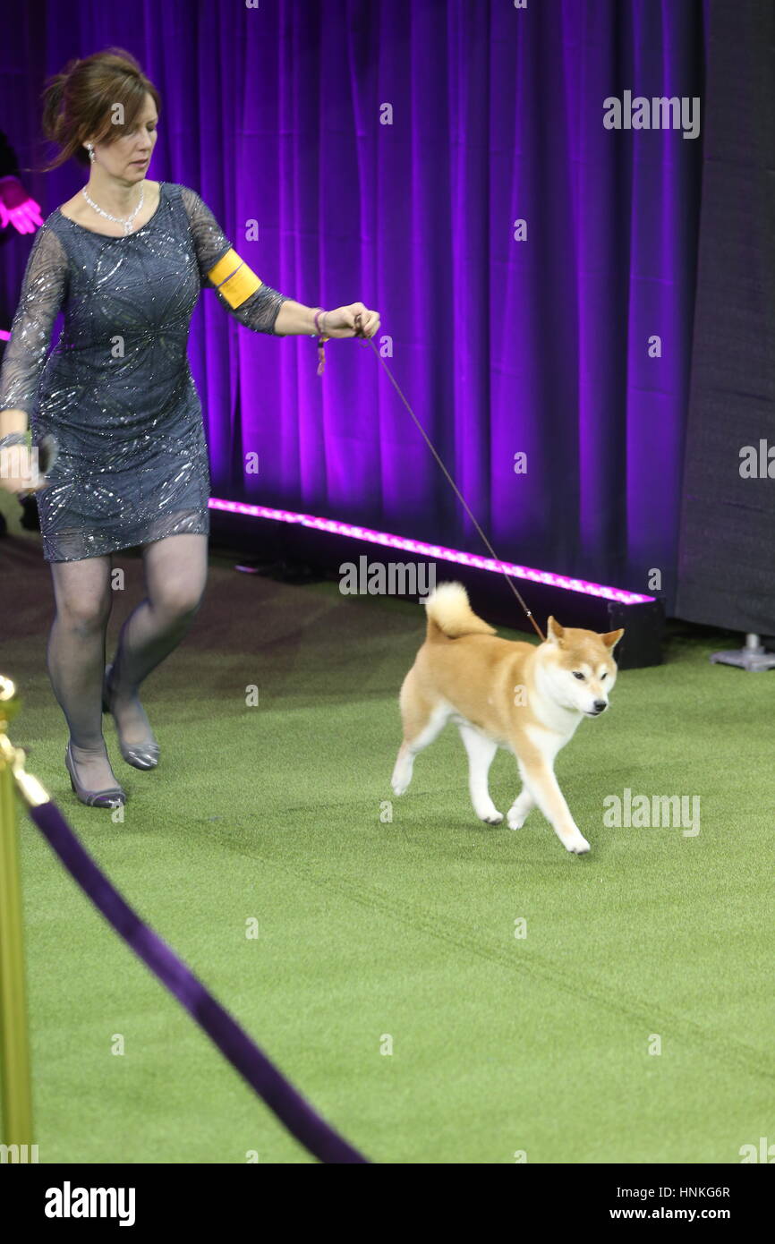 Westminster dog show handlers hi-res stock photography and images - Alamy