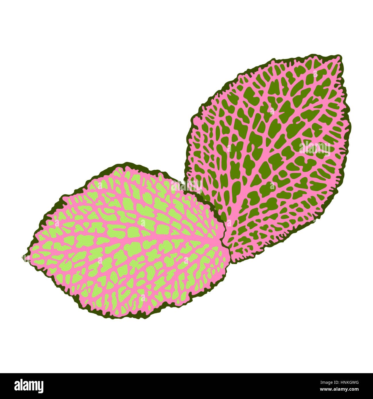 Decorative leaves isolated. Natural detailed abstract illustration ...