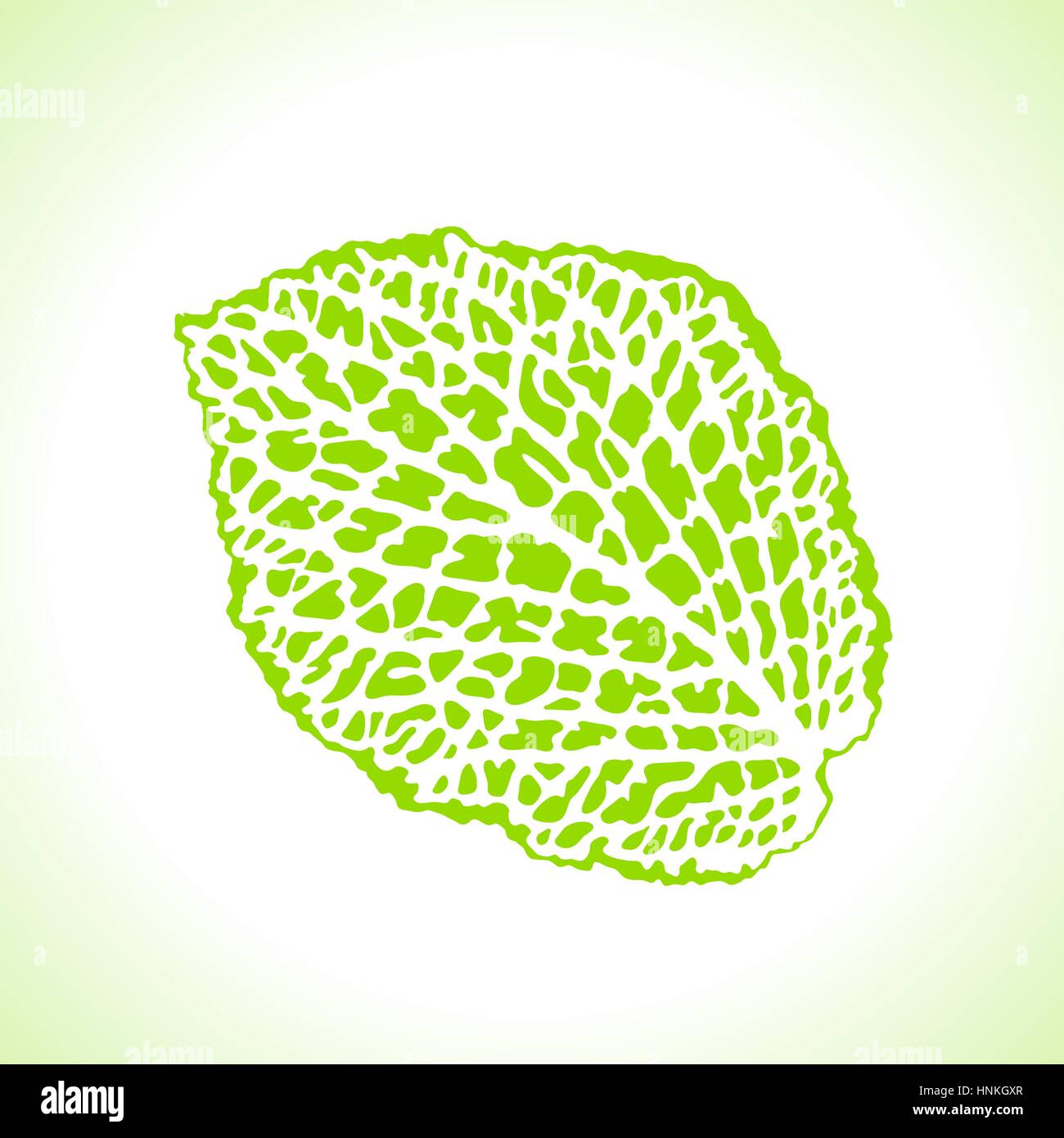 Decorative leaf isolated. Natural detailed macro illustration Stock ...