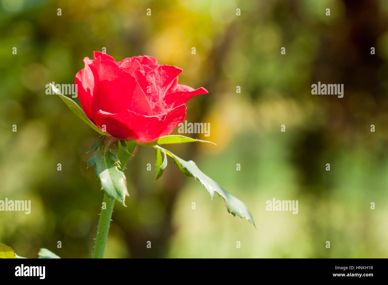 close up of rose flower Stock Photo - Alamy