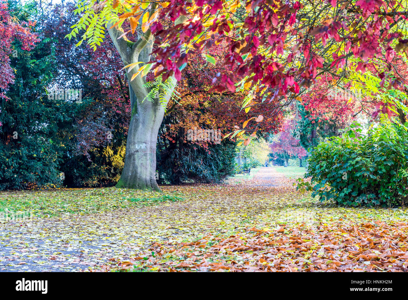 Autumn yellow and red leaf trees in a park in England Stock Photo - Alamy