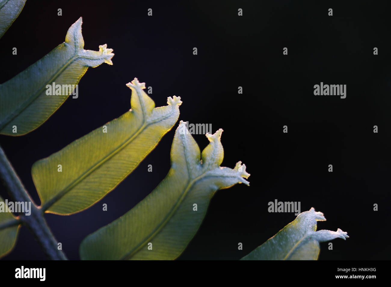 Fishtail leaf hi-res stock photography and images - Alamy