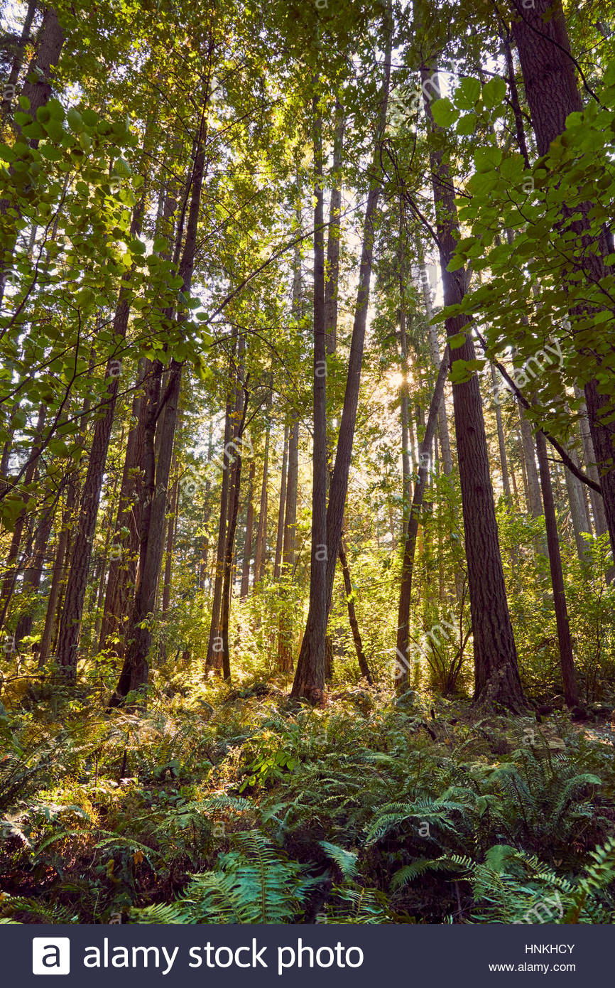 Oregon Stock Photos & Oregon Stock Images - Alamy