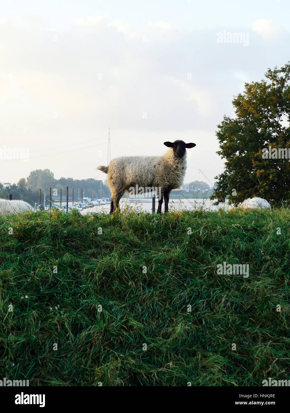 sheep in the grass with a river in the background Stock Photo - Alamy