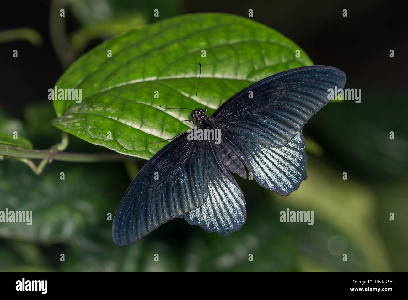Great Mormon butterfly: Papilio memnon. Bred specimen Stock Photo - Alamy