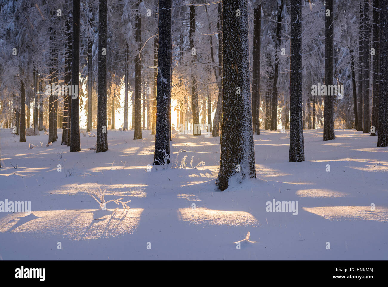 Snowy Norway spruce (Picea abies) forest at sunset, Thuringian Forest ...