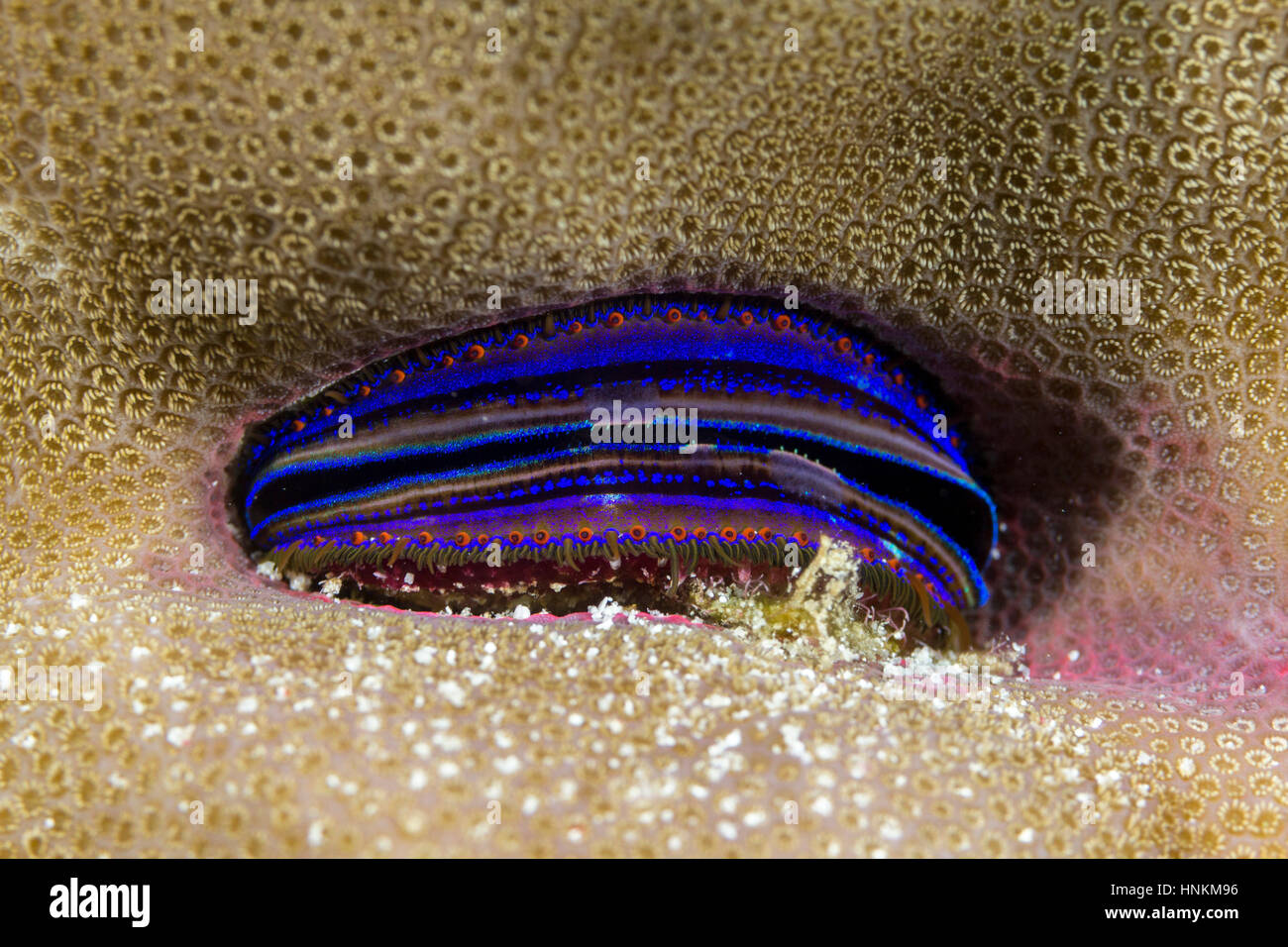 Blue burrows clam (Tridacna crocea) inside coral, Great Barrier Reef ...