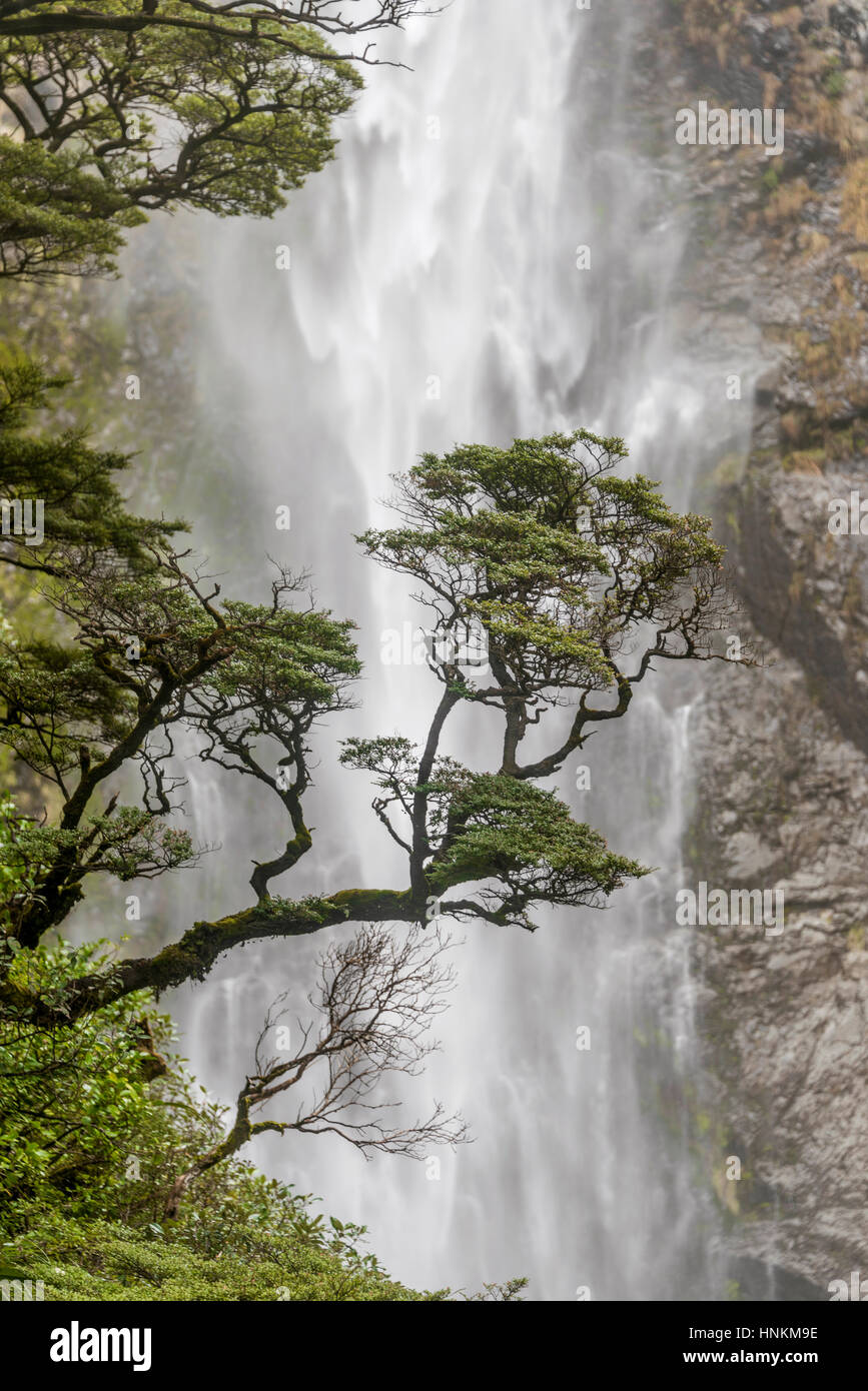 Waterfall Tree 4 Waterfalls To Explore Across The Taupō Region And