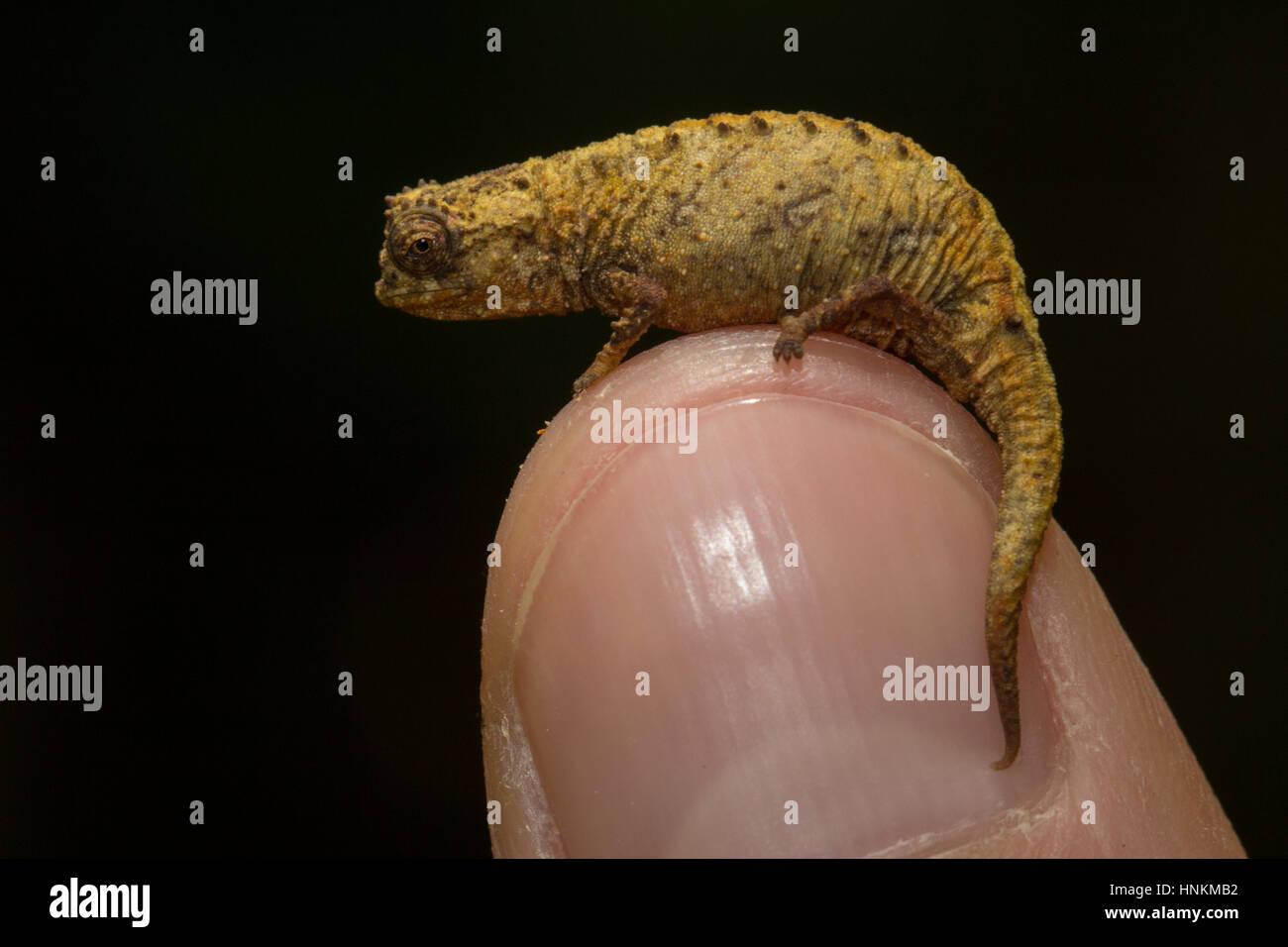 Amber Mountain leaf chameleon (Brookesia karchei) on finger, rainforest ...
