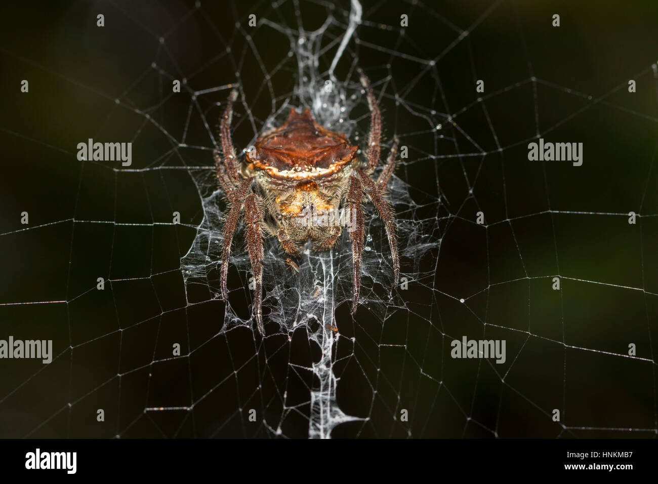Big spider (Caerostris ecclesiigera) in web in the rainforest, Andasibe ...