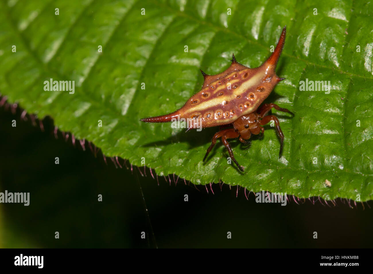 Female stirrup shell (Gasteracantha versicolor) in the rainforest ...