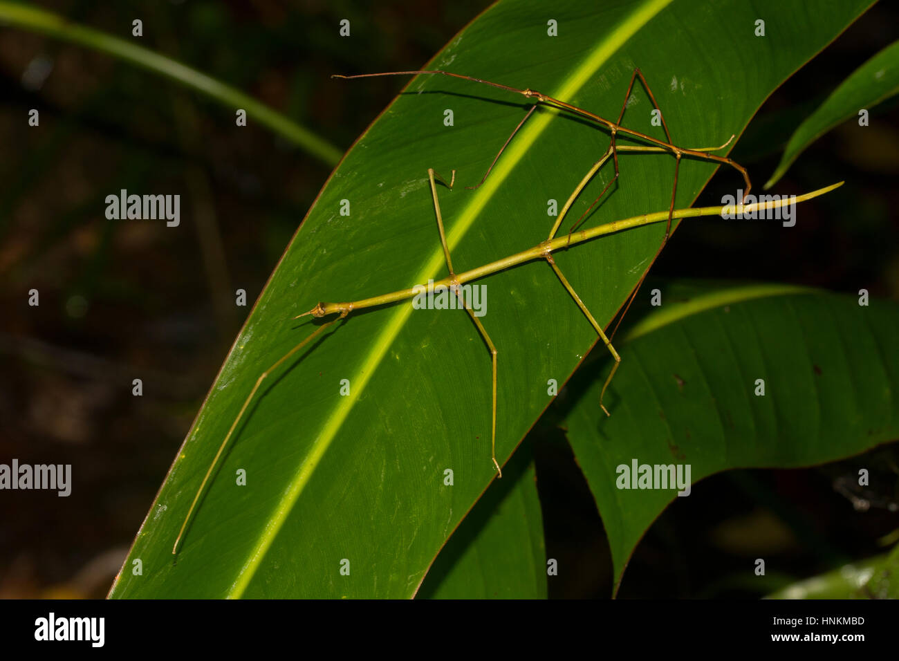 Stick insects hi-res stock photography and images - Alamy