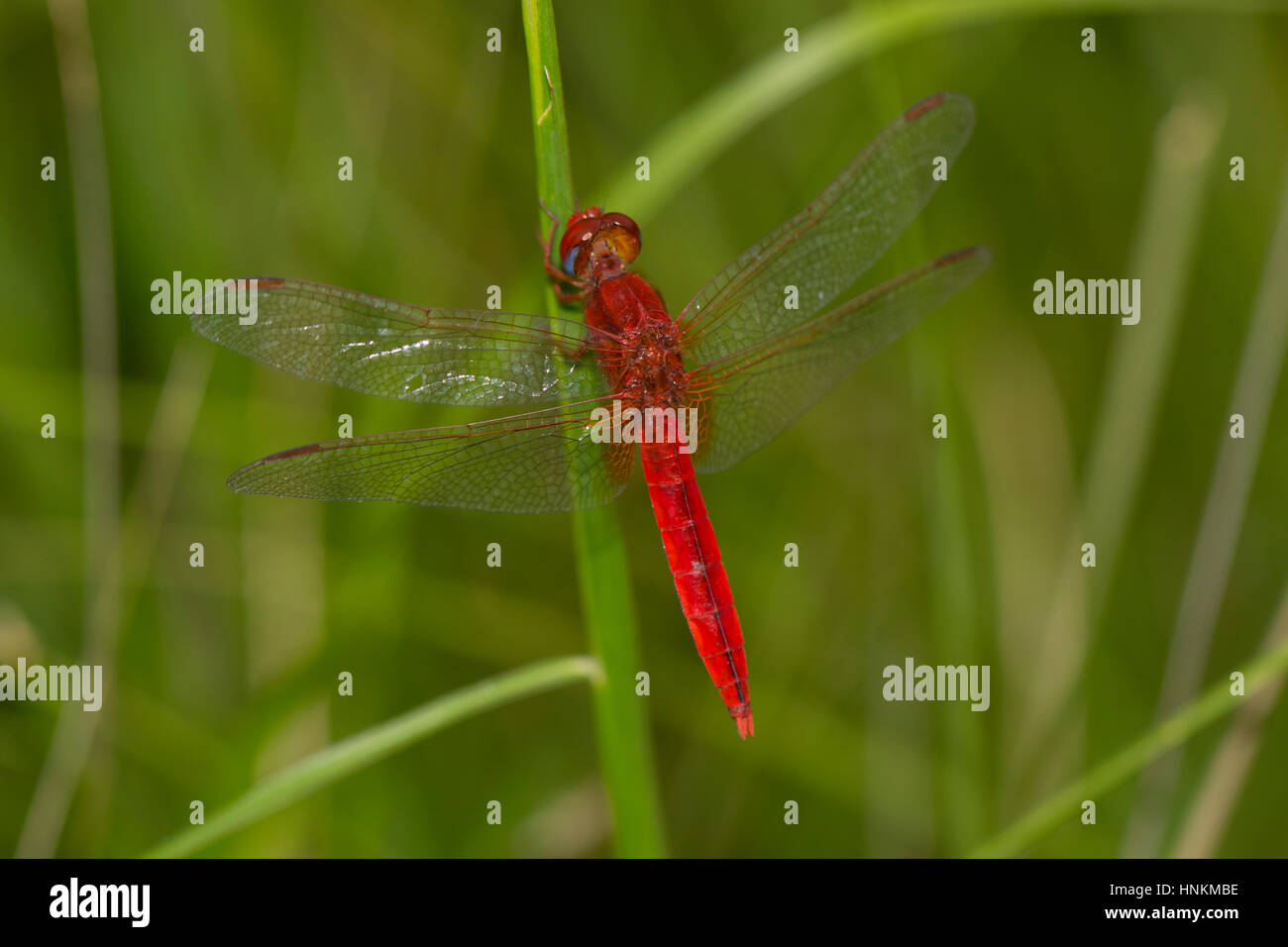 Red Dragonfly (Odonata) on straw in the rice field, Central Highlands ...