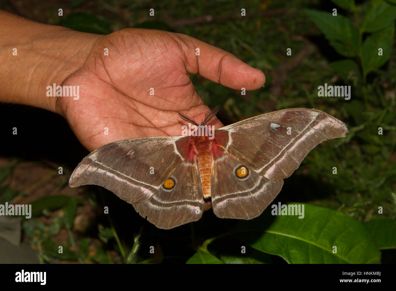 Silk moth hi-res stock photography and images - Alamy