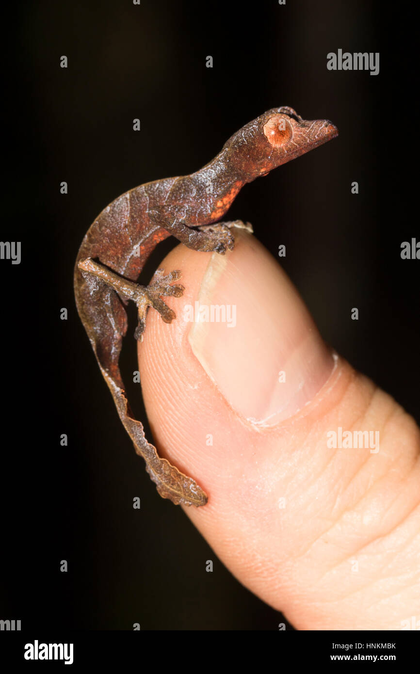 Uroplatus phantasticus young hi-res stock photography and images - Alamy