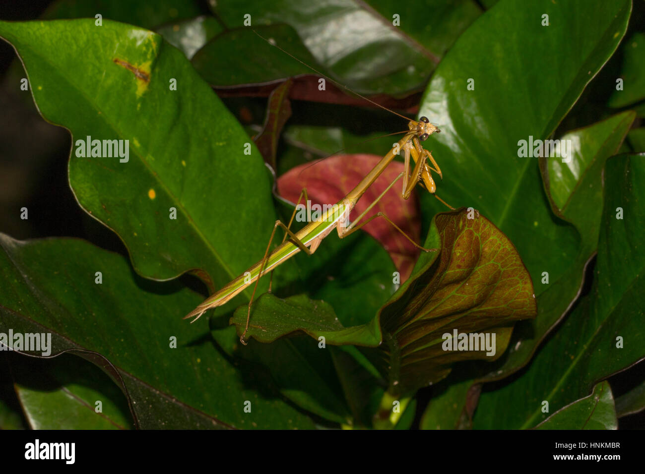 Mantis (Tenodera superstitiosa) on green leaves, Antsohihy, West ...