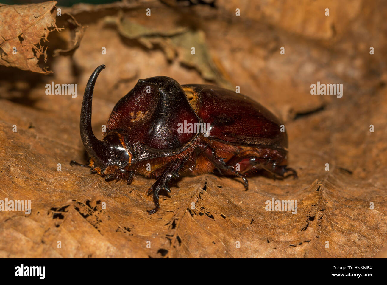 Scarab beetle habitat hi-res stock photography and images - Alamy