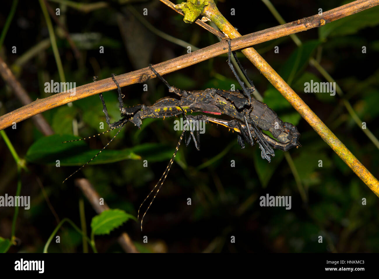 Stick insect (Parectatosoma mocquerysi) mating in the rainforest of ...