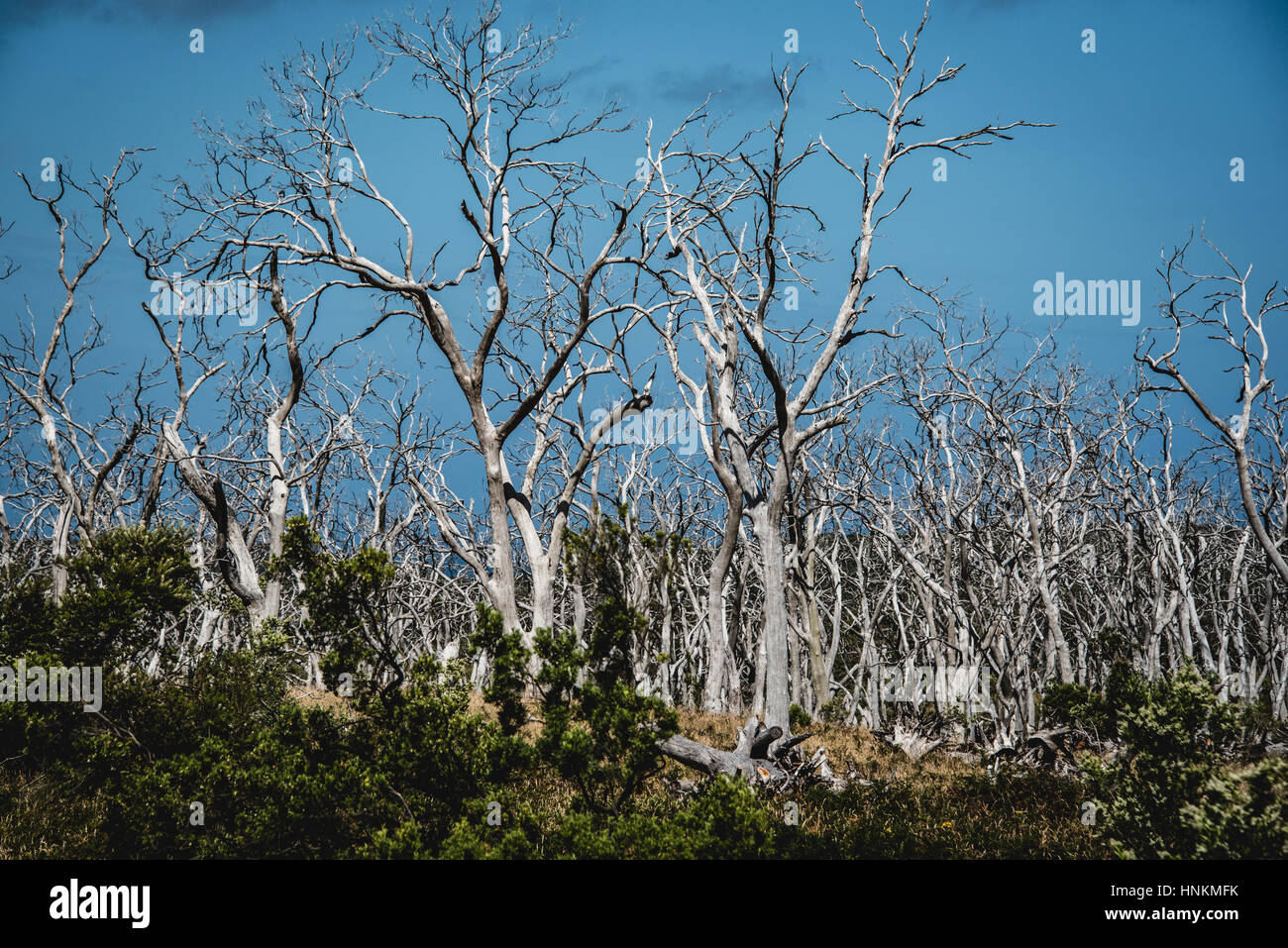 Field of dead trees, Australia Stock Photo - Alamy
