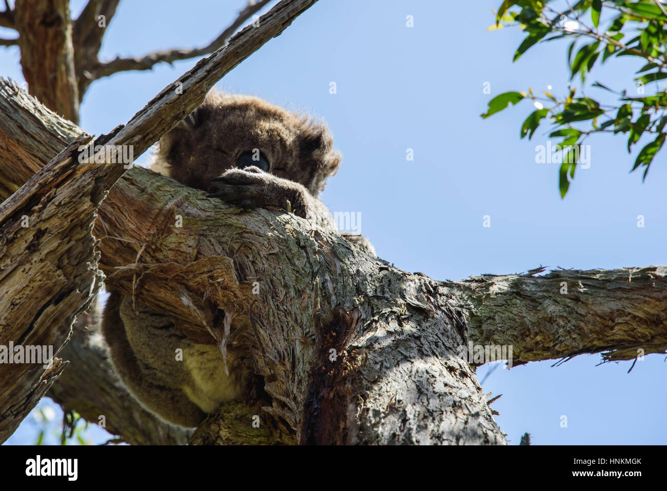 Cute australian koala in tree hi-res stock photography and images - Alamy