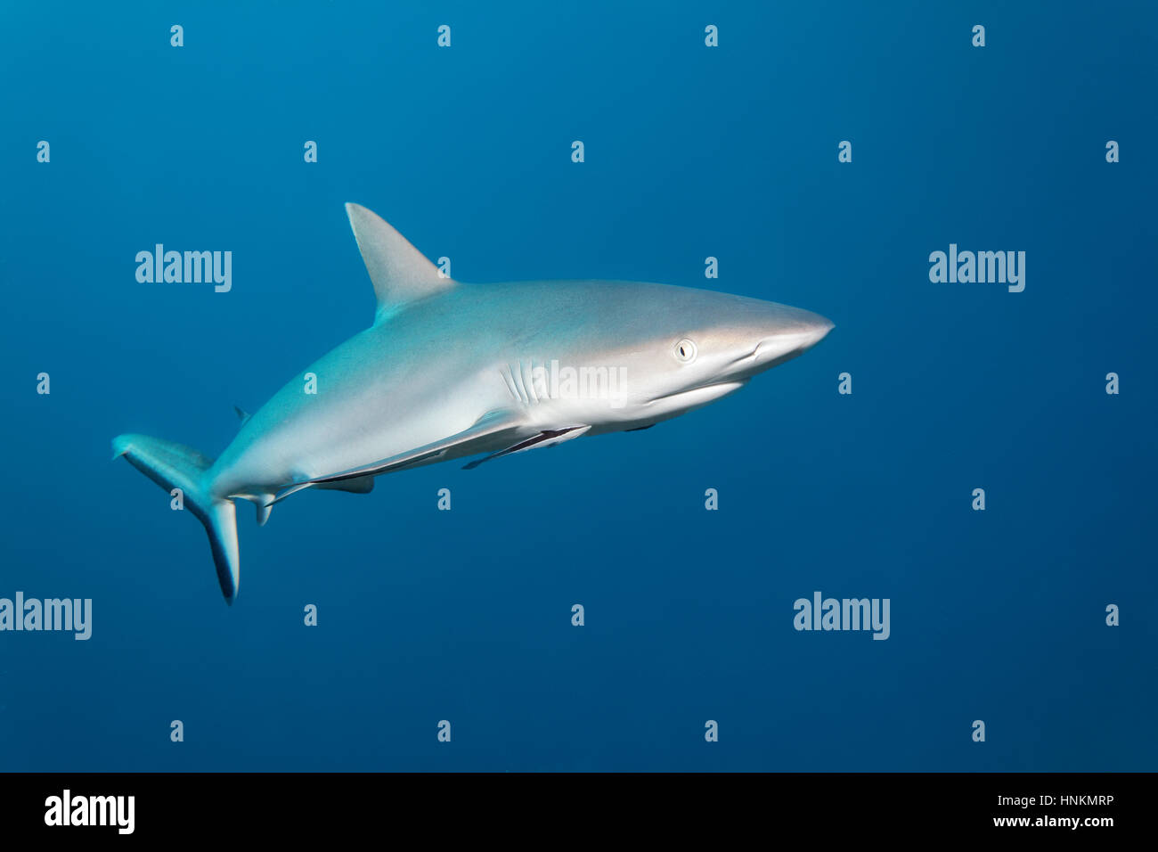 Gray Reef Shark