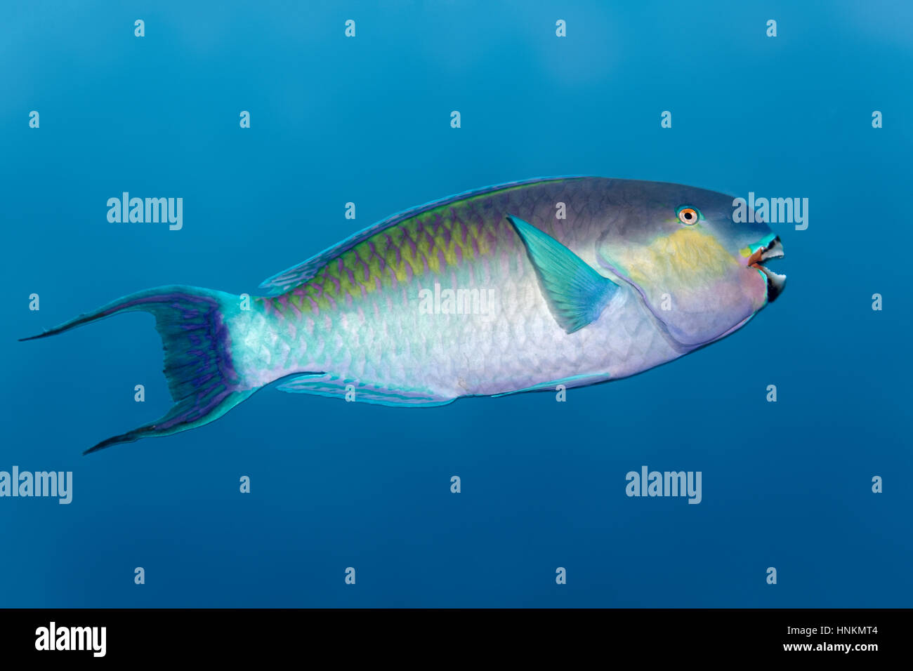 Parrotfish one hi-res stock photography and images - Alamy