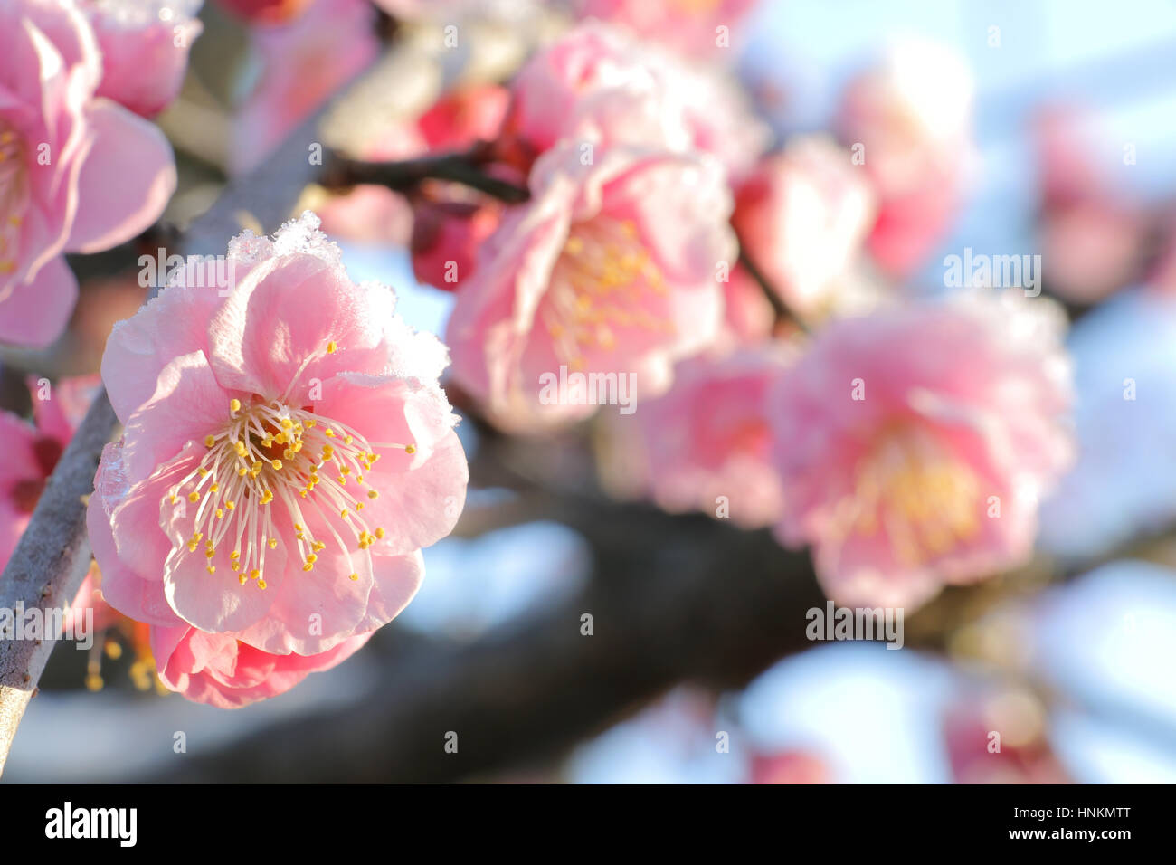 Japanese pink plum with snow Stock Photo - Alamy