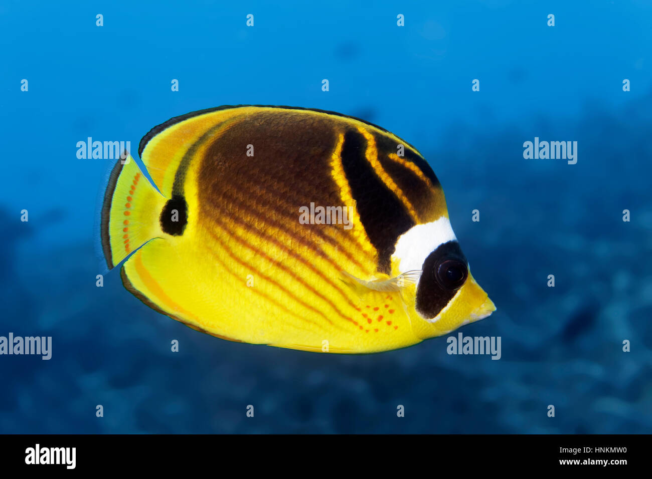 Raccoon butterflyfish (Chaetodon lunula), Indian Ocean, Maldives Stock ...