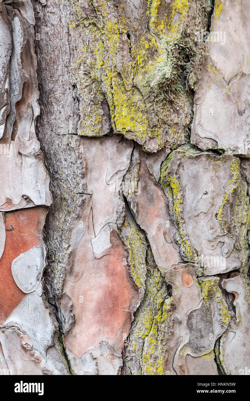 Colourful tree bark hi-res stock photography and images - Alamy