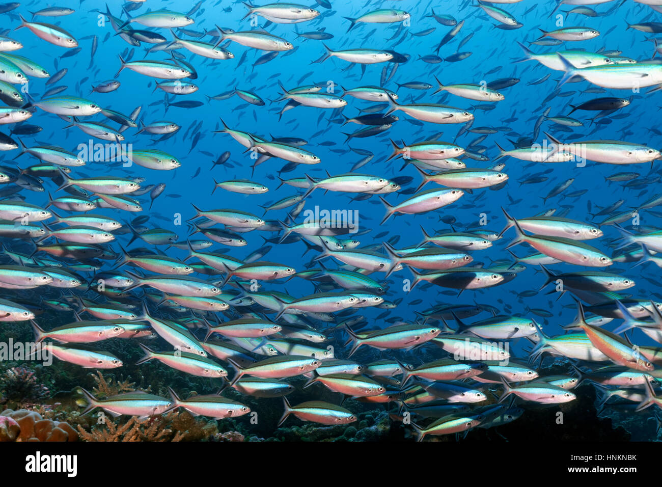 Swarm Neon Fusiliers (Pterocaesio tile), Indian Ocean, Maldives Stock ...