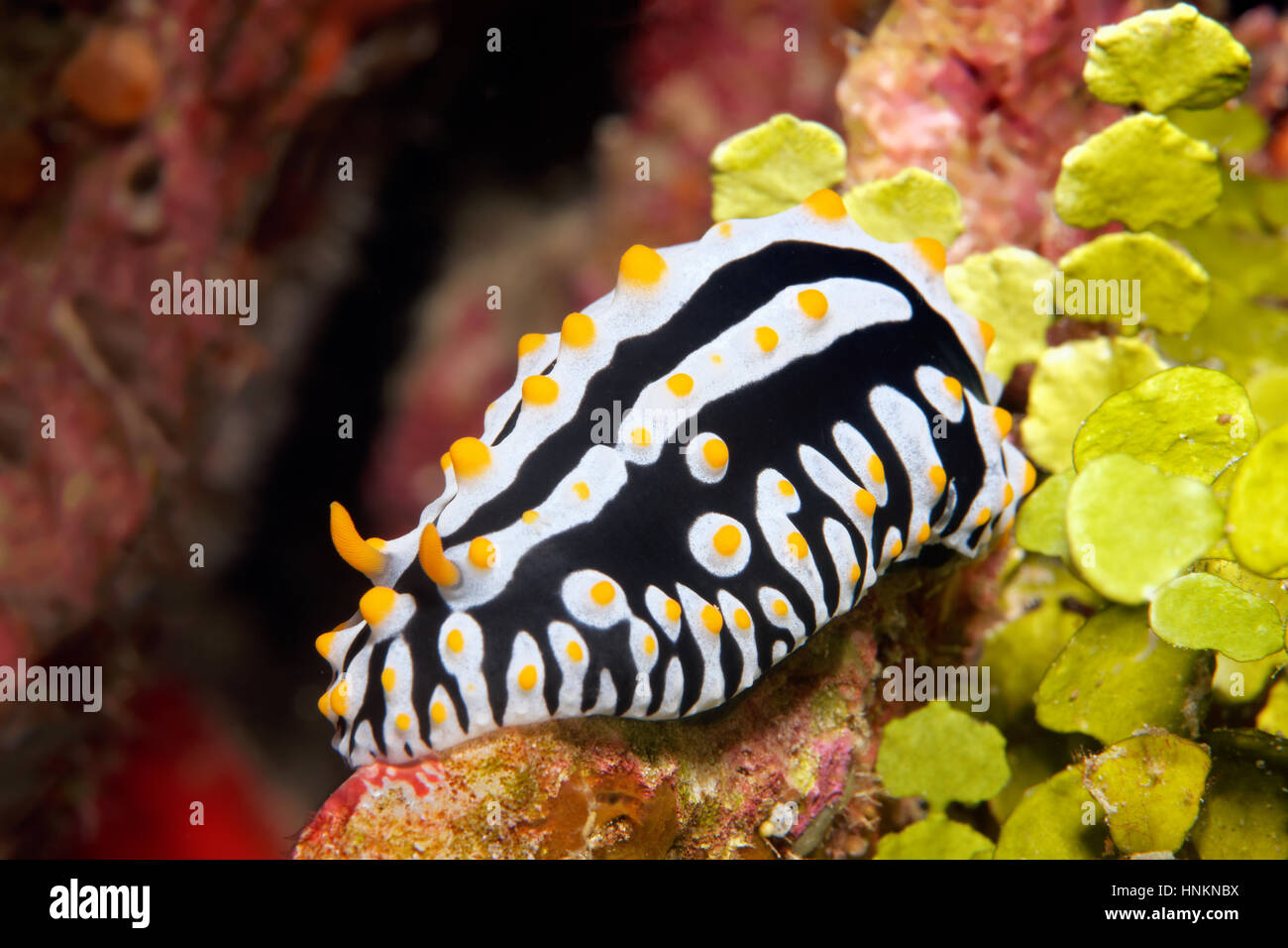 Varicose Wart Slug (Phyllidia varicosa), Indian Ocean, Maldives Stock ...