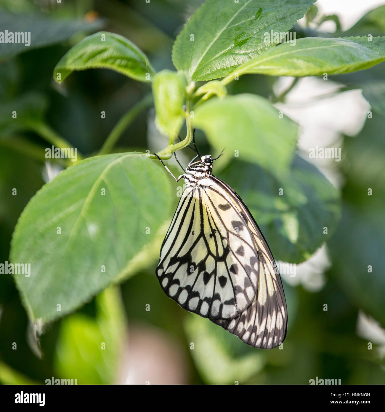 Malabar Tree Nymph neotropical butterfly on foliage Stock Photo - Alamy