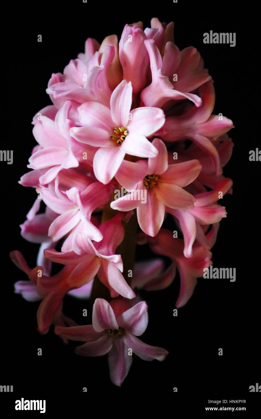 Light pink color hi-res stock photography and images - Alamy